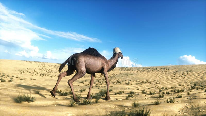 Funny Camel Walking in Desert. Realistic 4k Animation. Stock Footage ...