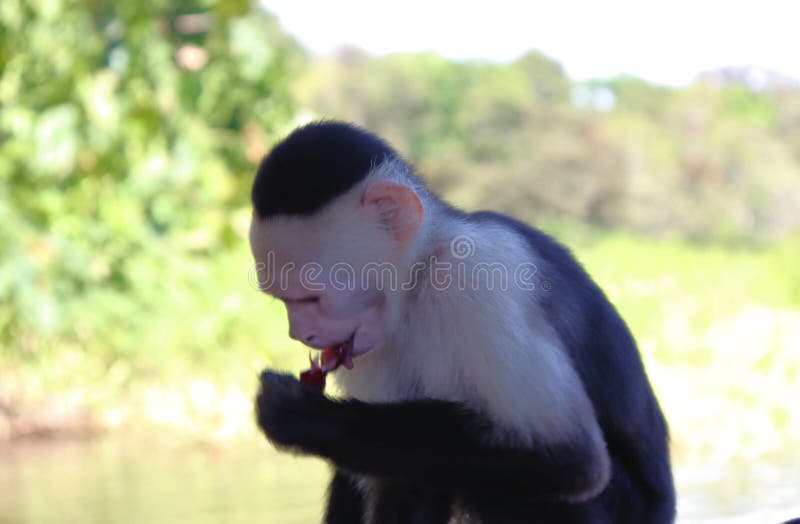 Funny Capuchin Monkey Poses for Tourists Stock Photo - Image of ... Funny Capuchin Monkey Poses for Tourists Stock Photo - Image of ...