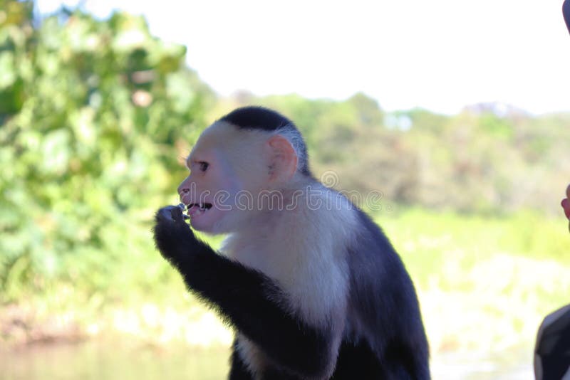 Funny Capuchin Monkey Poses for Tourists Stock Image - Image of green ...