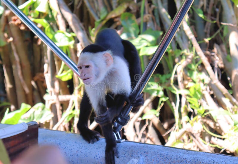 Funny Capuchin Monkey Poses for Tourists Stock Image - Image of looking ...
