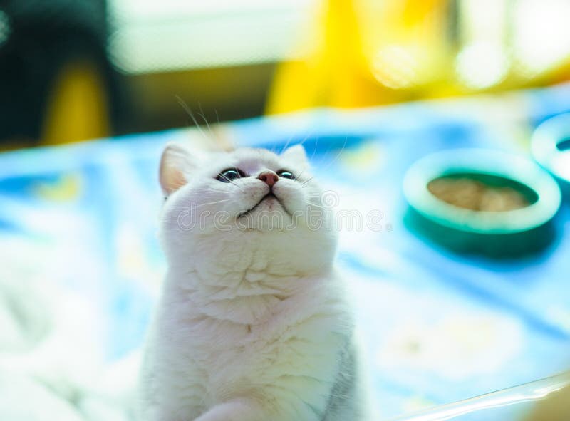 Funny cat stock image. Image of eyes, interesting, feline - 163420325