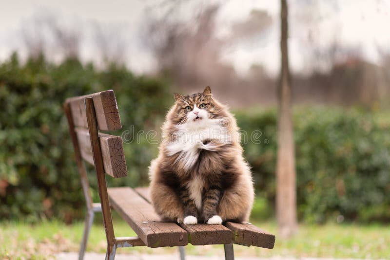 Funny Cat on a Bench at the Park Stock Image - Image of felino, mammal ...