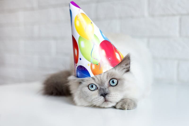 Funny Cat in a Birthday Hat Stock Photo - Image of poster, banner: 77797118
