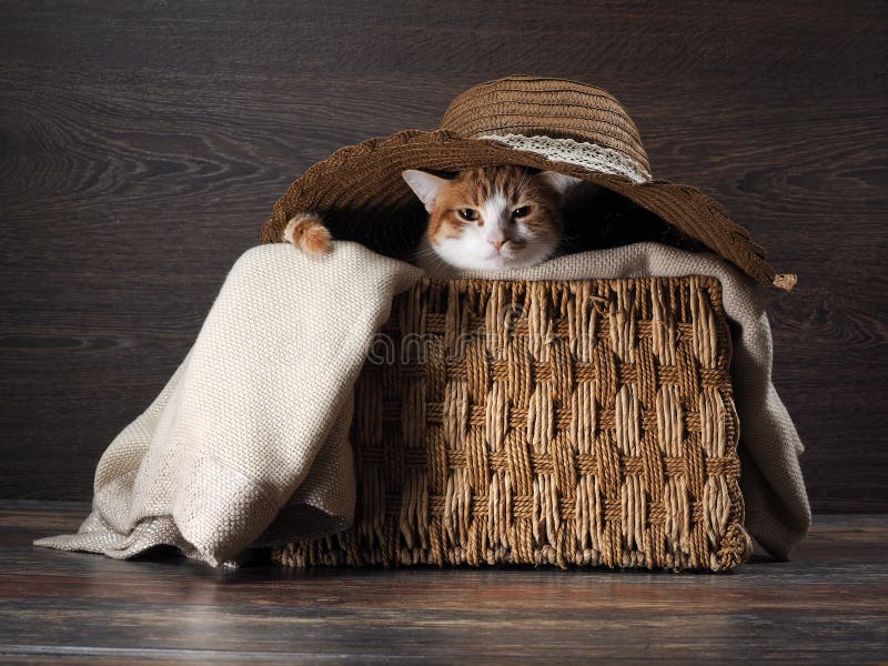 377 Cat Under Box Stock Photos - Free & Royalty-Free Stock Photos from ...