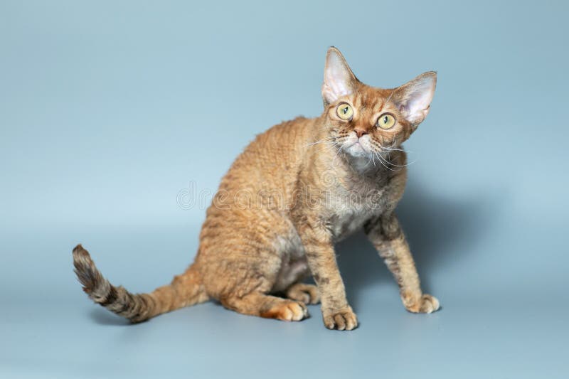 Funny Cat Breed Devon Rex Sitting on a Blue Background Stock Image ...