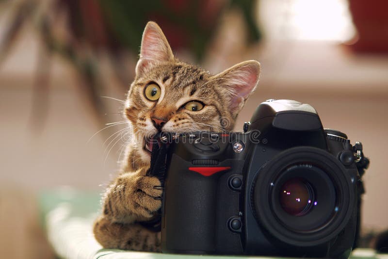 Funny cat with a camera stock image. Image of film, funny - 102423283