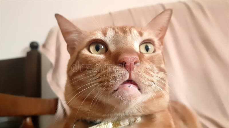 Funny Cat Close Up Portrait. Ginger Cat Looking Weird Around Stock ...