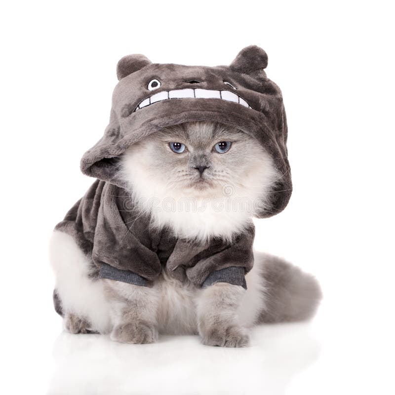 Cat in winter clothes stock photo. Image of studio, sweater - 37728782