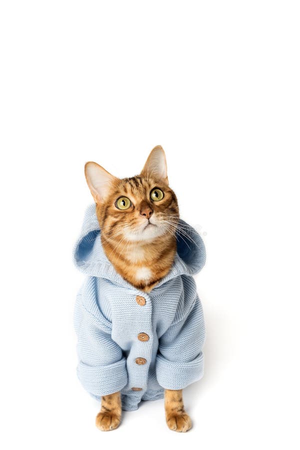 Funny Cat in Clothes on a White Background Stock Photo - Image of ...