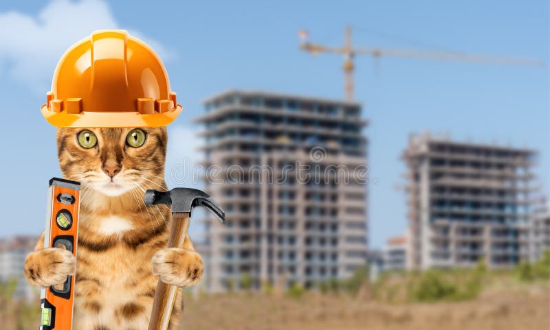 Funny Cat in a Construction Helmet on the Background of a Construction ...