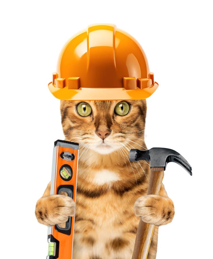 Funny Cat in a Construction Helmet on a White Background Stock ...