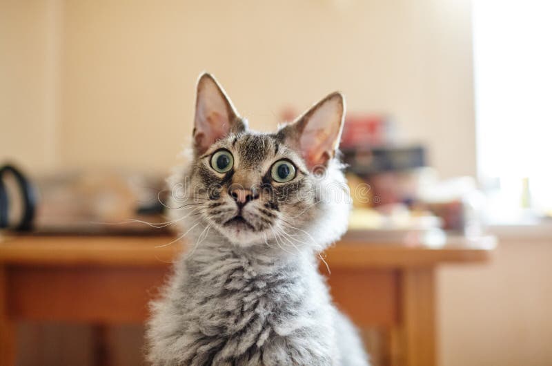 Funny Cat with Curious Face at Home Stock Photo - Image of apartment ...