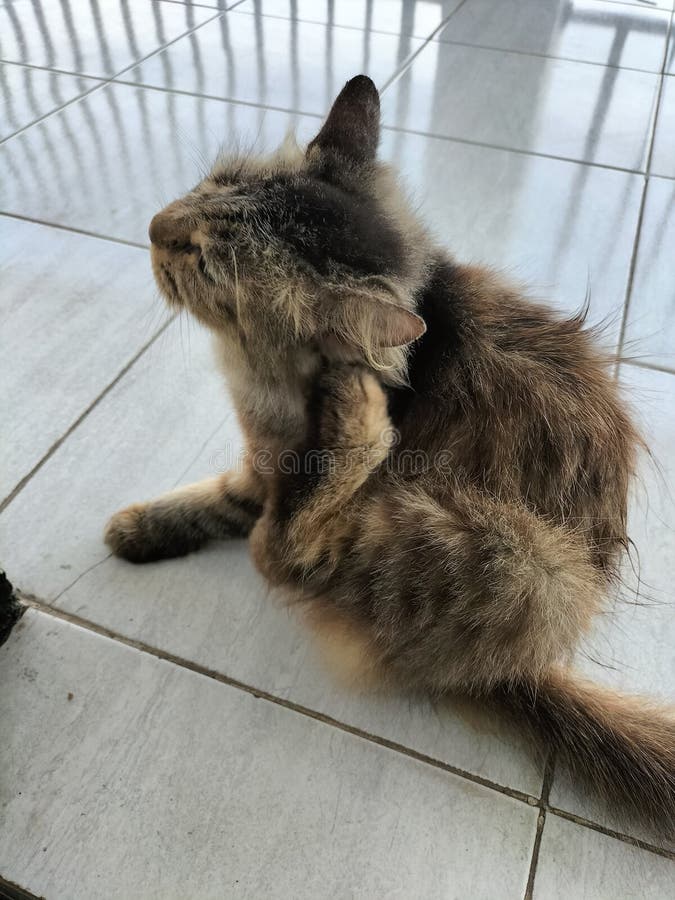 Funny Cat Enjoy To Scratch Its Itchy Part of the Body Stock Image ...