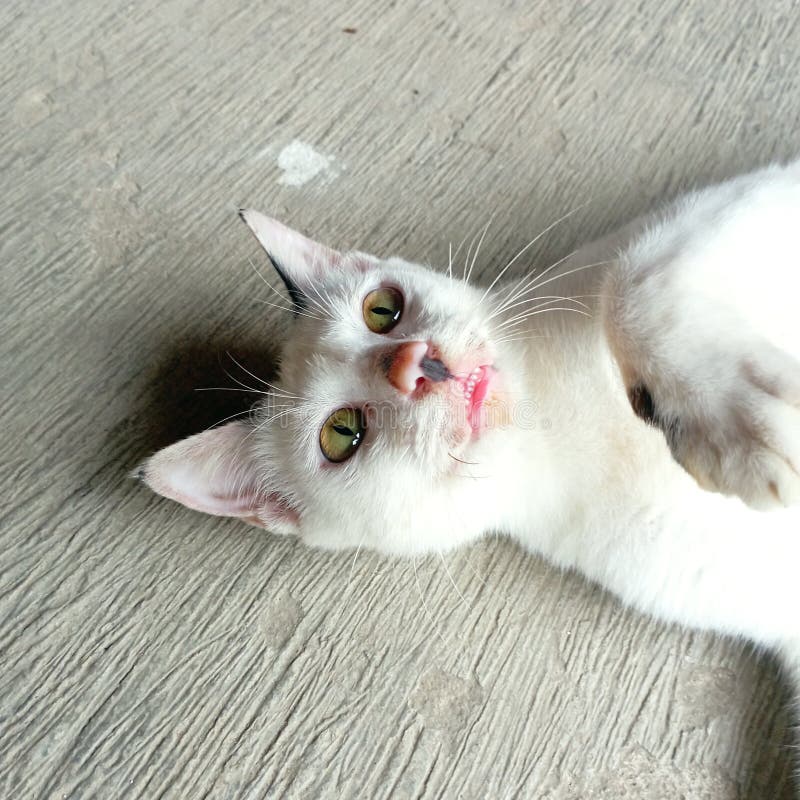 Realization Cat Meme