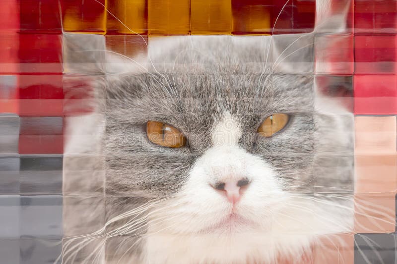A Funny Cat Face Seen through the Glass Stock Photo - Image of sofa ...