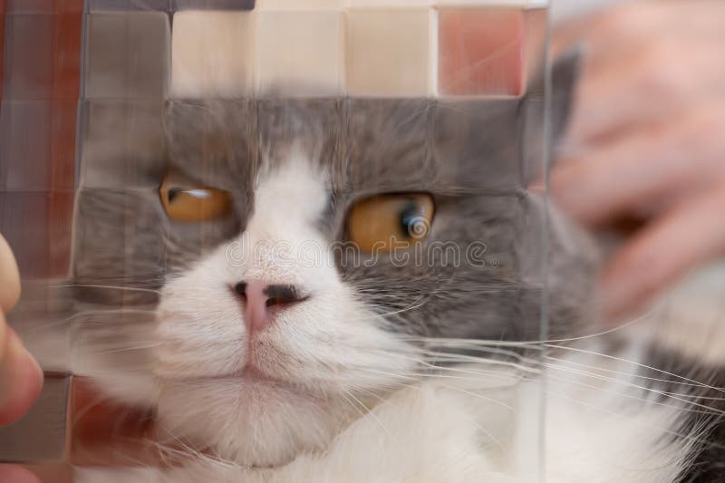 A Funny Cat Face Seen through the Glass Stock Image - Image of pets ...