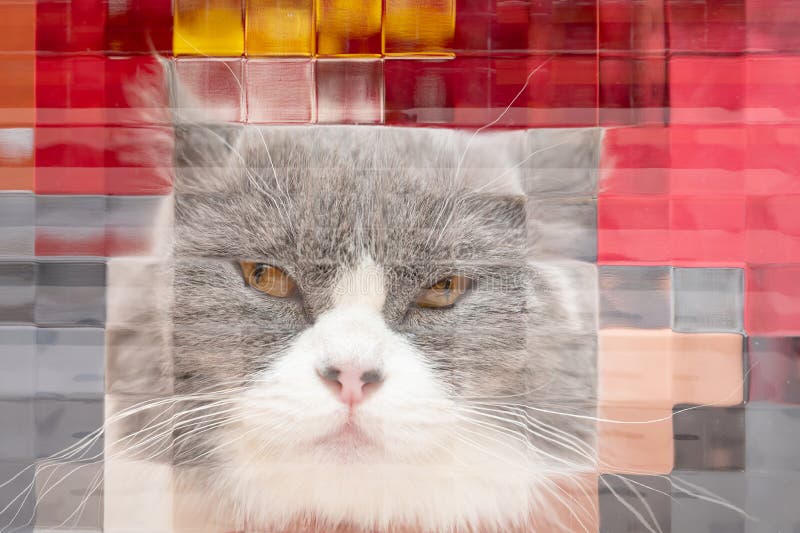 A Funny Cat Face Seen through the Glass Stock Image - Image of animal ...