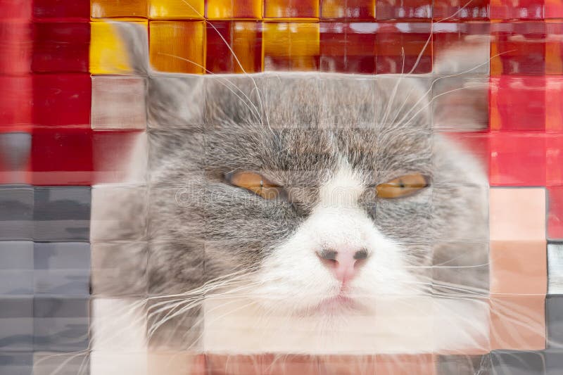 Funny Cat Face Seen Glass Stock Photos - Free & Royalty-Free Stock ...