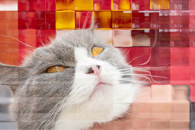 A Funny Cat Face Seen through the Glass Stock Photo - Image of funny ...