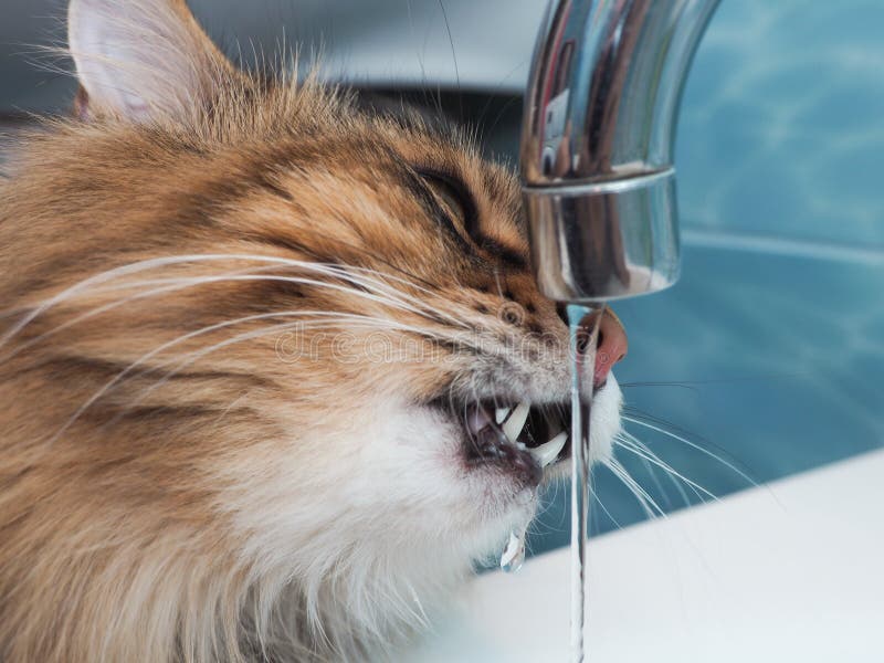 Funny Cat with Fangs Drinking Water in the Stock Image - Image of claws ...