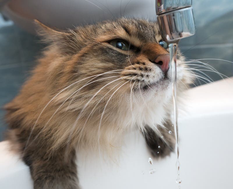 Funny Cat with Fangs Drinking Water in the Bathroom Stock Image - Image ...