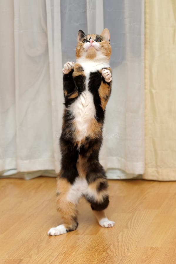 Funny cat jumping stock image. Image of jumping, jump - 24896071