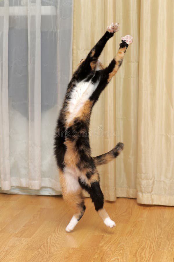 Funny cat jumping stock image. Image of funny, claws - 24896191