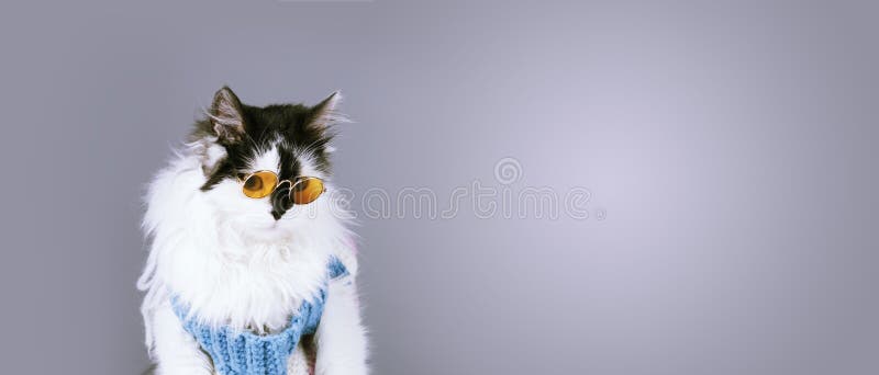 Funny cat panoramic stock photo. Image of cute, furry - 169909616