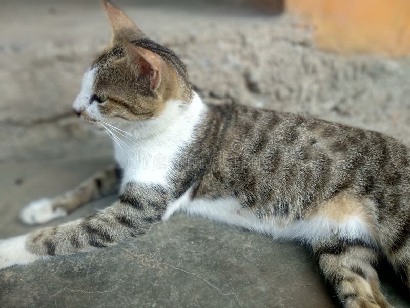 A Funny Cat Looked Tired stock image. Image of snout - 366015303