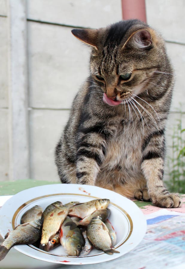 Funny Cat Looking at the Fish and Licking Stock Image - Image of wild ...