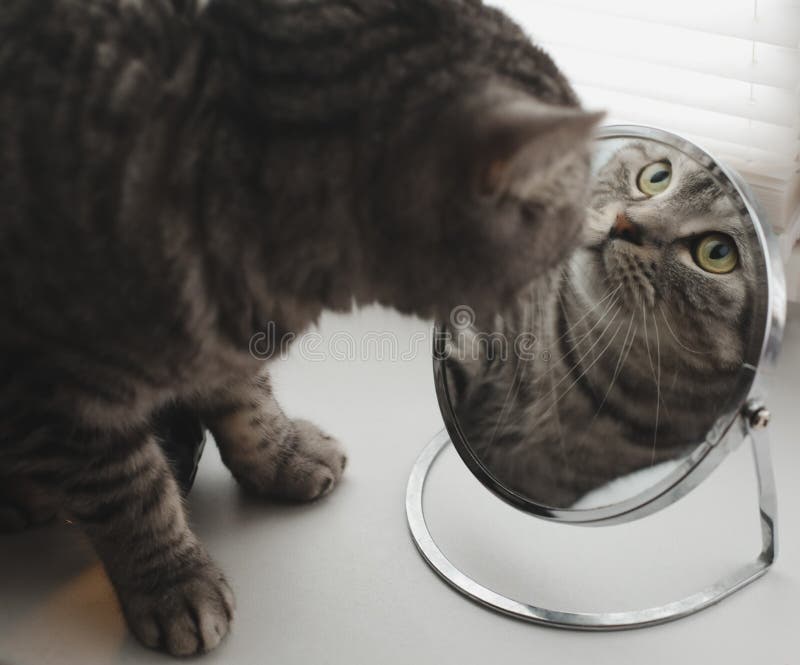 Funny Cat Looking at His Reflection in the Mirror Stock Photo - Image ...
