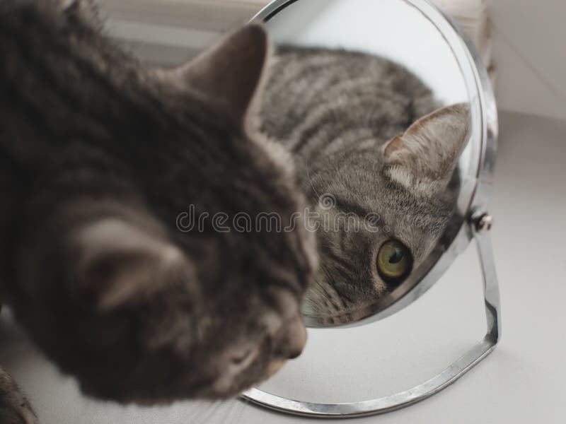 Funny Cat Looking at His Reflection in the Mirror Stock Photo - Image ...