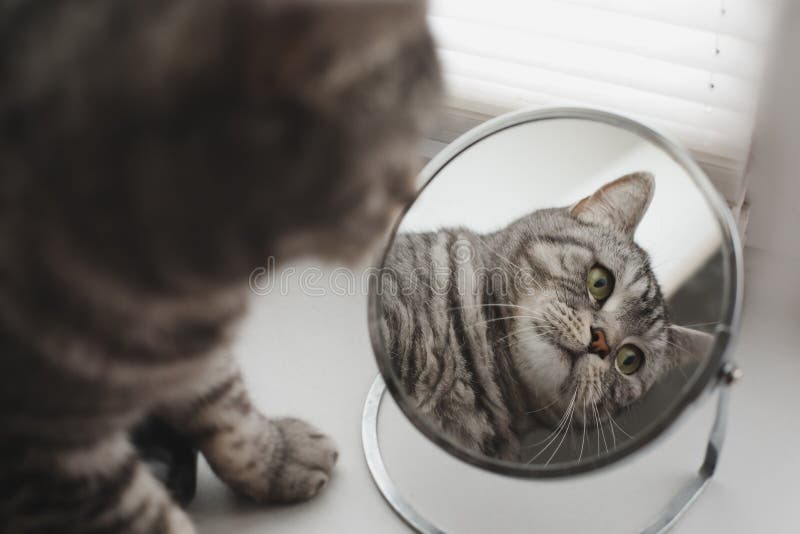 Funny Cat Looking at His Reflection in the Mirror Stock Photo - Image ...