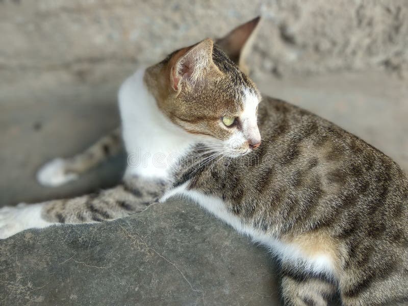 A Funny Cat Looking at the Left Side Stock Image - Image of wildcat ...