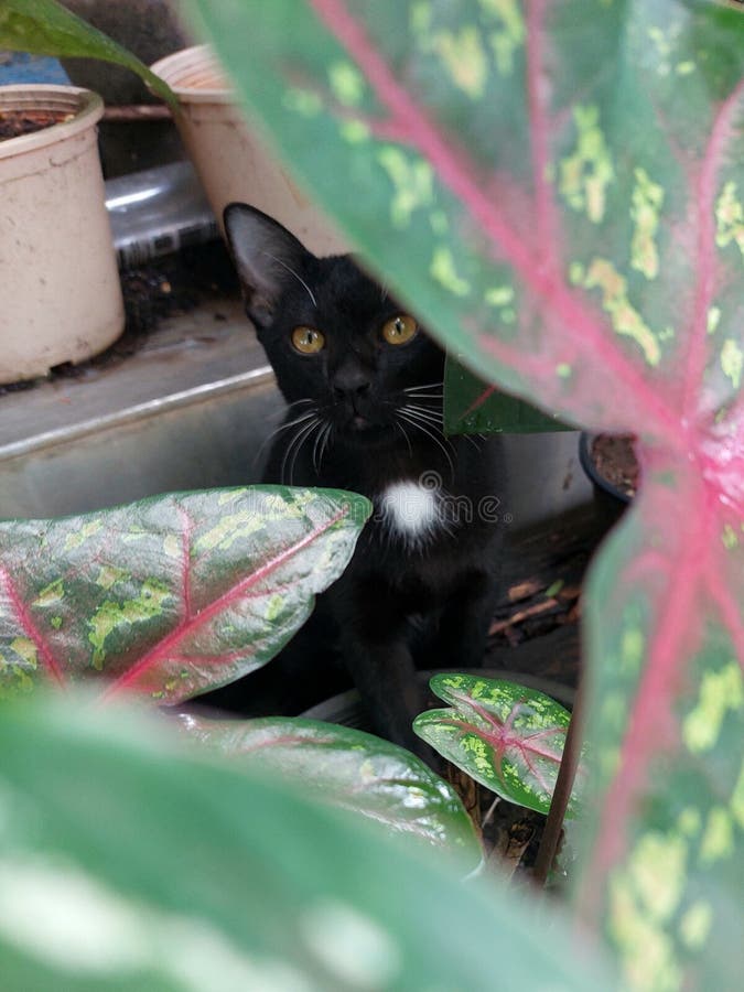 Funny Cat Looking Out at You, Lonely in the Bush Stock Photo - Image of ...