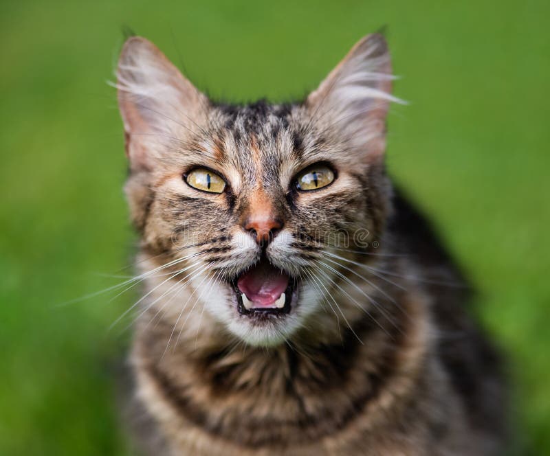 876 Shocked Cat Photos - Free & Royalty-Free Stock Photos from Dreamstime