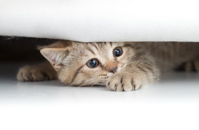 Funny Cat Looking from Under Small Hole Isolated Stock Photo - Image of ...