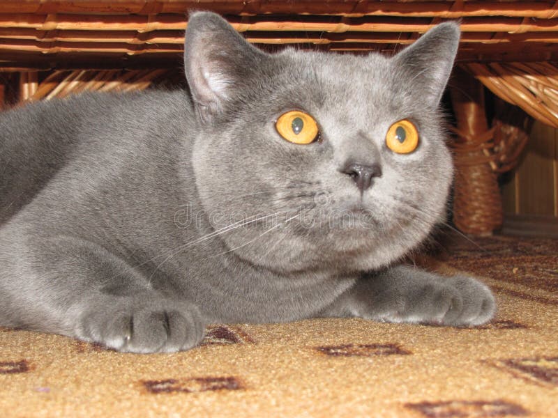 Funny cat stock image. Image of grey, funny, eyes, wool - 92795021