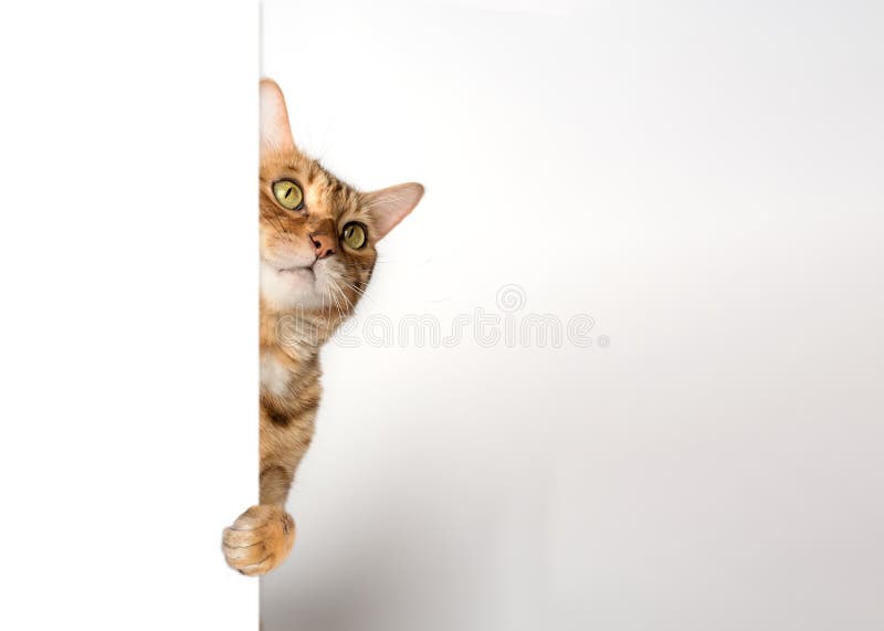 Funny Cat Peeks Out from Behind the Wall Stock Image - Image of ...