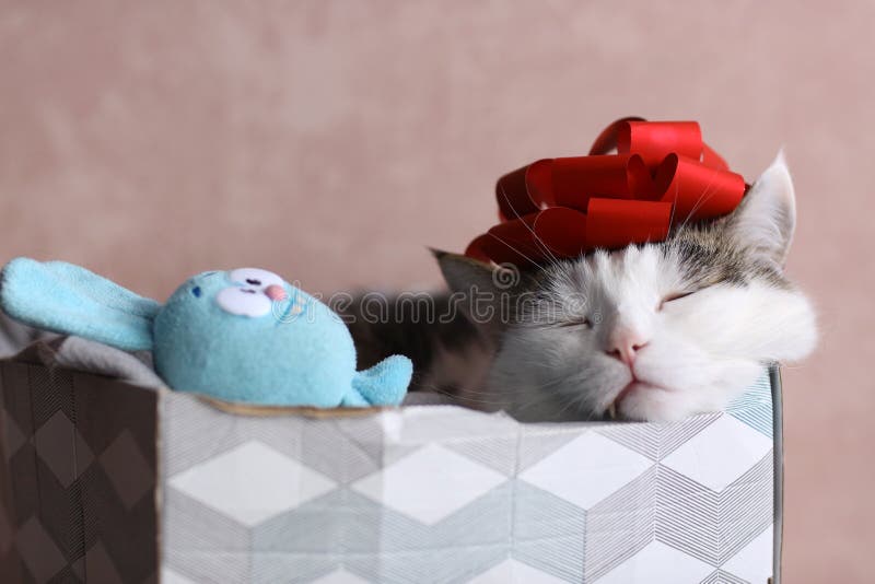Funny Cat Photo Sleeping in Gift Box with Red Bow on Head Stock Photo ...