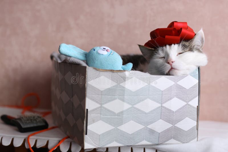 Funny Cat Photo Sleeping in Gift Box with Red Bow on Head Stock Image ...
