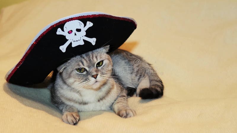Funny cat in a pirate hat. stock footage. Video of closeup - 236103106