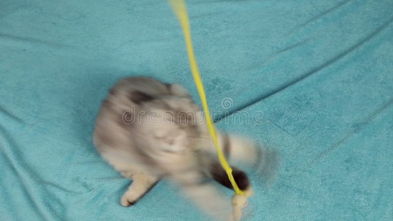 Funny Cat Playing with Little Toy Bunny Stock Video - Video of funny ...