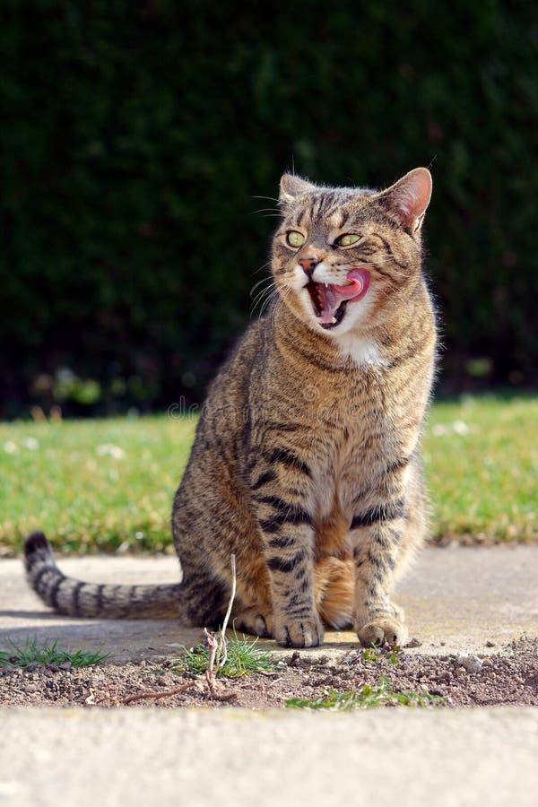 Funny cat stock image. Image of cute, grass, animal, green - 39652273