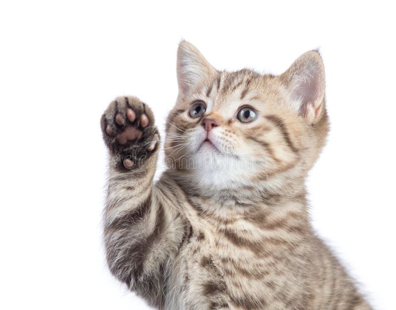 169 Funny Cat Trying To Catch Stock Photos - Free & Royalty-Free Stock ...