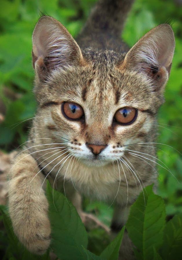 Funny cat stock image. Image of mustache, claw, game - 63657825