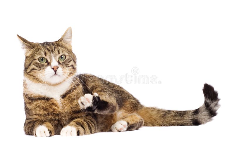 Funny Cat Raising Paw. Isolated on White Stock Image - Image of playing ...