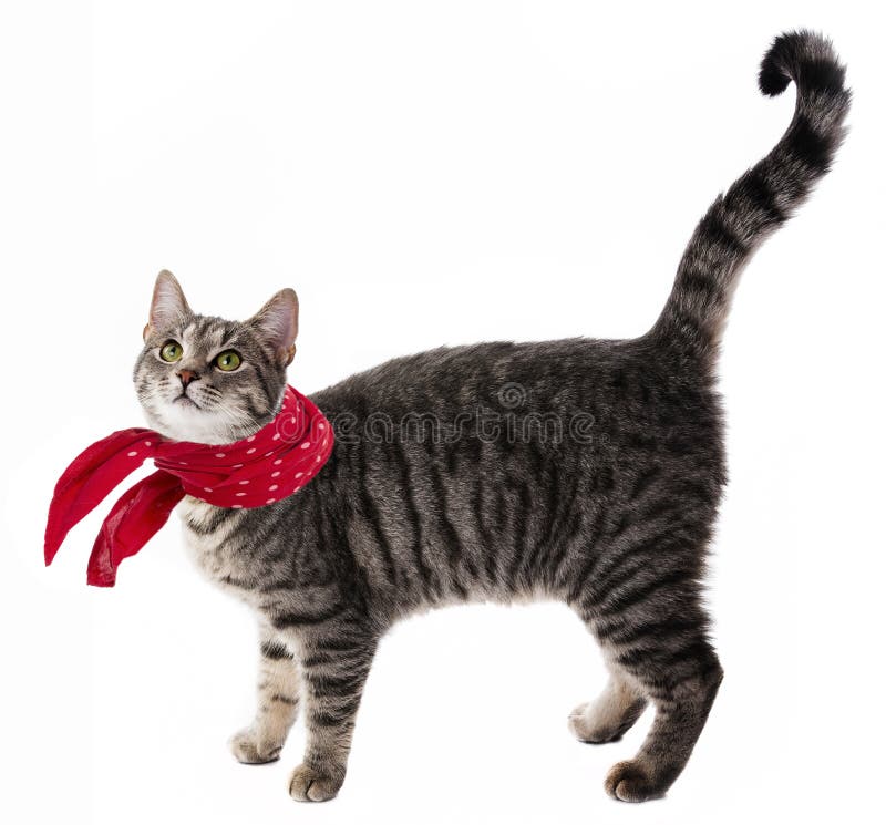 Funny cat with red scarf stock photo. Image of home, funny - 43043600