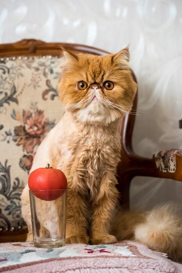 Funny Cat and Red Tomato. Red Persian Exotic Cat Stock Image - Image of ...