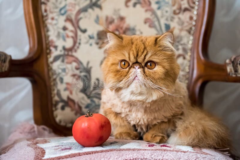 Funny Cat and Red Tomato. Red Persian Exotic Cat Stock Photo - Image of ...
